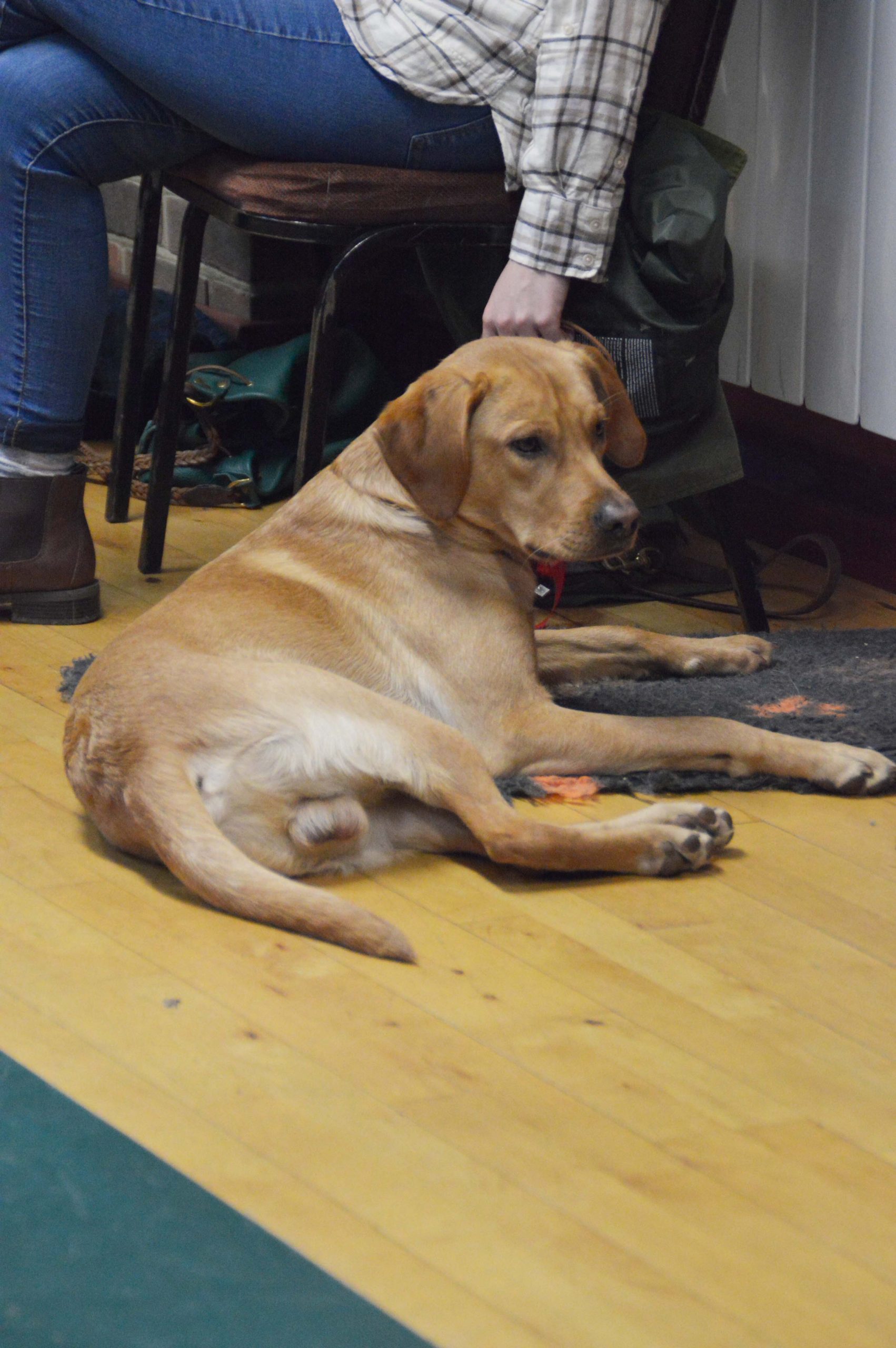 January Match 2023 – Eastbourne & District Canine Society